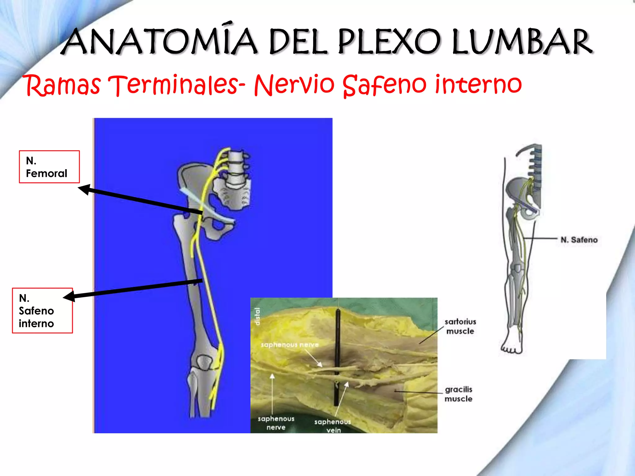 Anatomía y bloqueos de miembro inferior | PPTX
