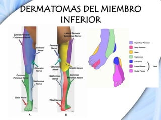 Dermatomas Miembro Inferior