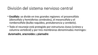 anatomia y circulacion del SISTEMA NERVIOSO CENTRAL | PPTX