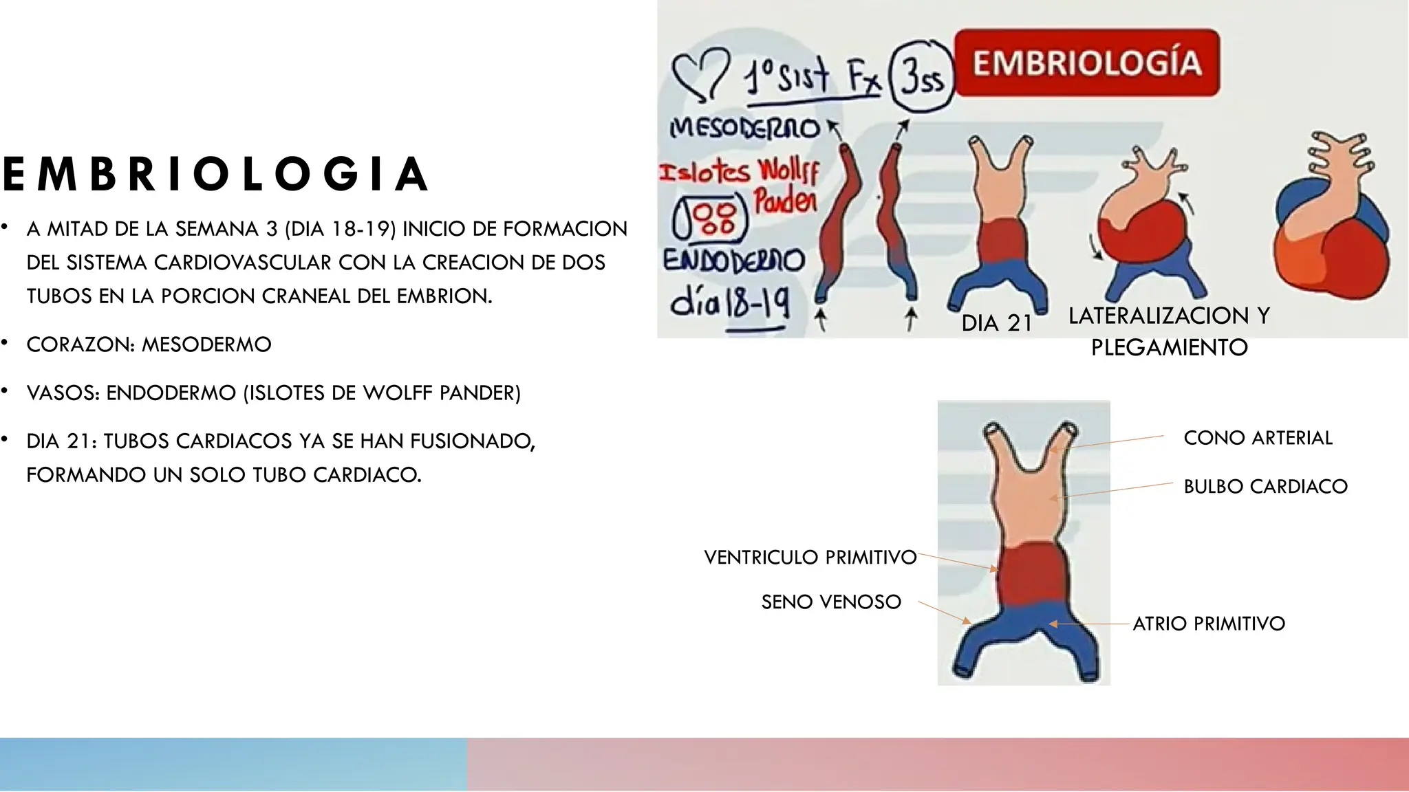 ANATOMIA Y EMBRIOLOGIA CARDIACA PEDIATRIA | PPTX