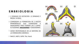 ANATOMIA Y EMBRIOLOGIA CARDIACA PEDIATRIA | PPTX