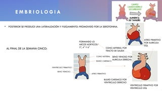 ANATOMIA Y EMBRIOLOGIA CARDIACA PEDIATRIA | PPTX