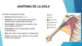 ANATOMIA Y EMBRIOLOGIA DE LA MAMA GENERALIDADES.pptx