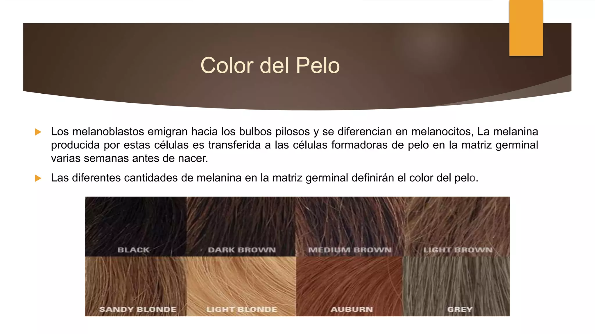 Anatomía y embriología de la Piel, pelo y uñas | PPTX