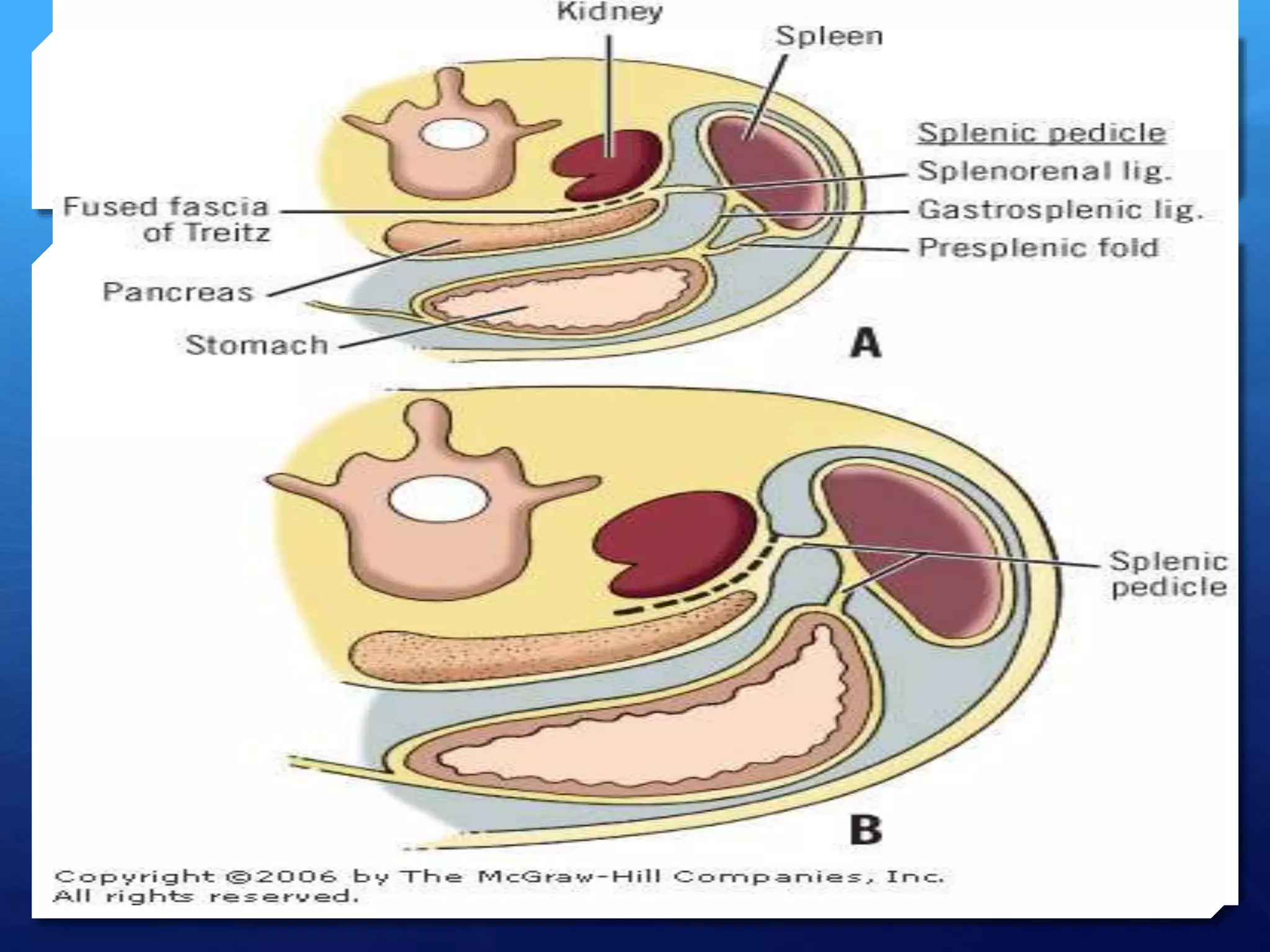 Anatomia y embriologia del bazo hernan | PPTX