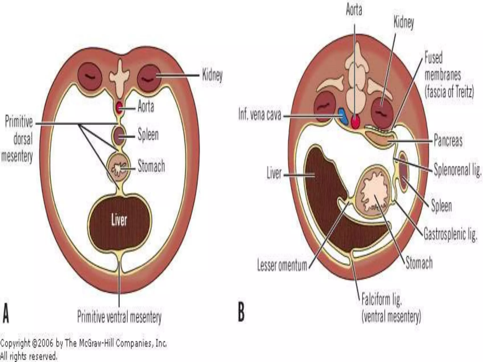 Anatomia y embriologia del bazo hernan | PPT