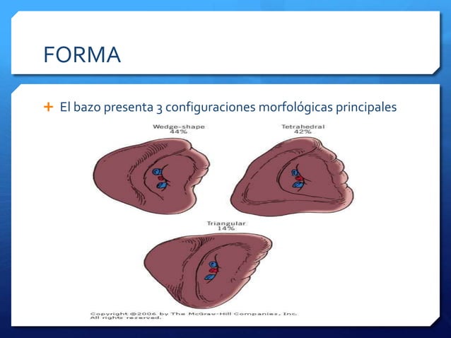 Anatomia y embriologia del bazo hernan | PPTX