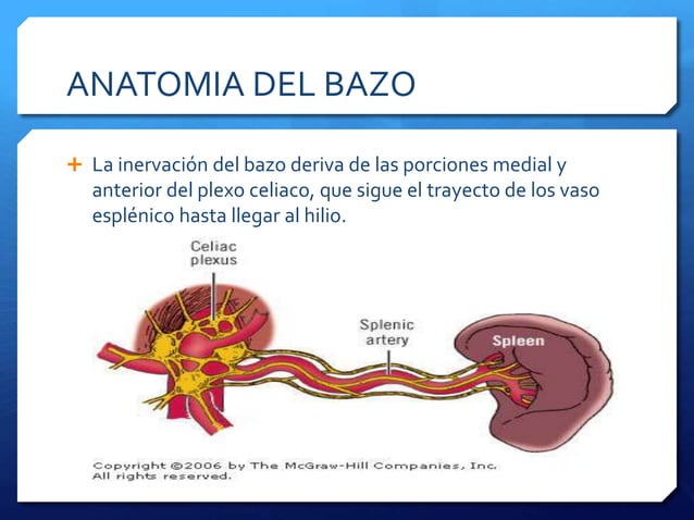 Anatomia y embriologia del bazo hernan | PPTX