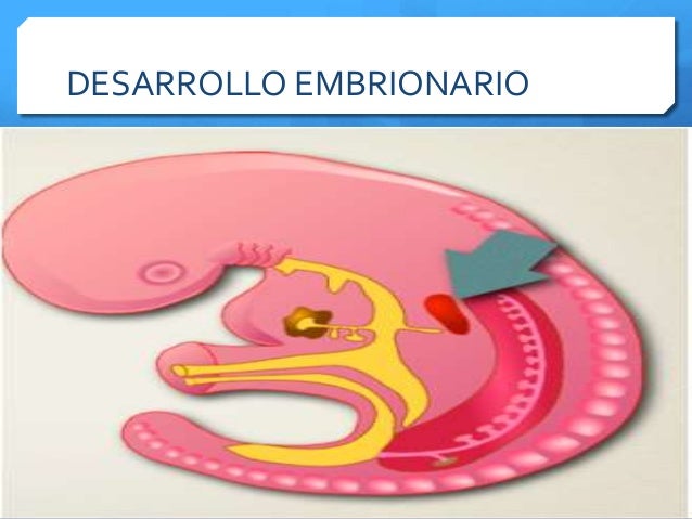 Anatomia y embriologia del bazo hernan