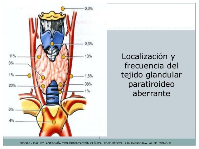Anatomia y embriologia de paratiroides