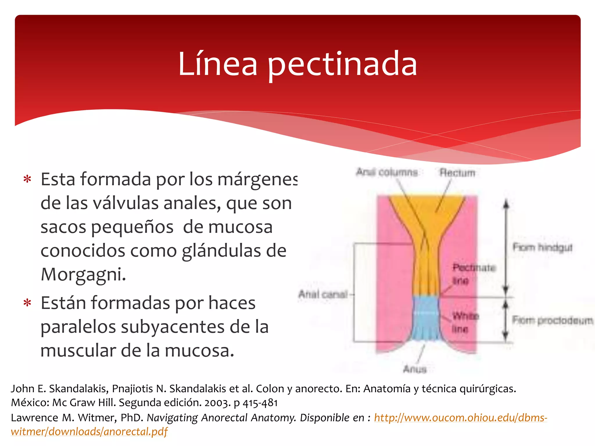 Anatomia y embriologia de recto y ano | PPTX
