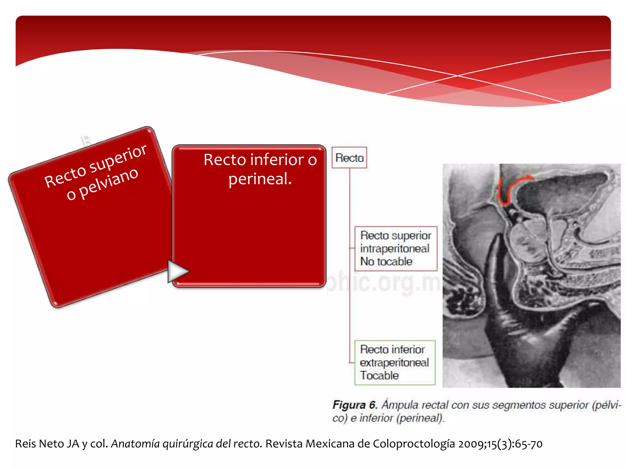 Anatomia y embriologia de recto y ano | PPTX