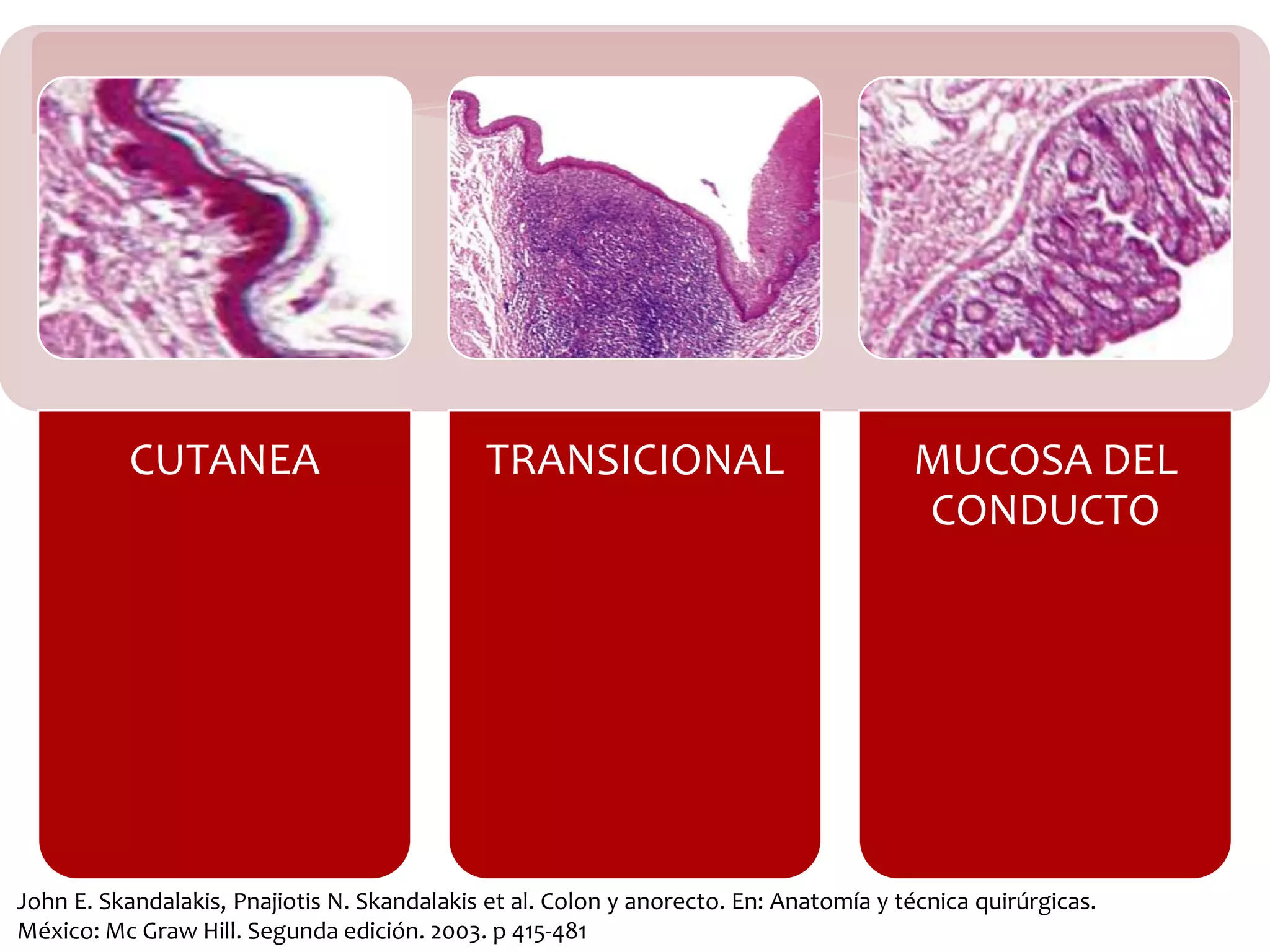 Anatomia y embriologia de recto y ano | PPTX
