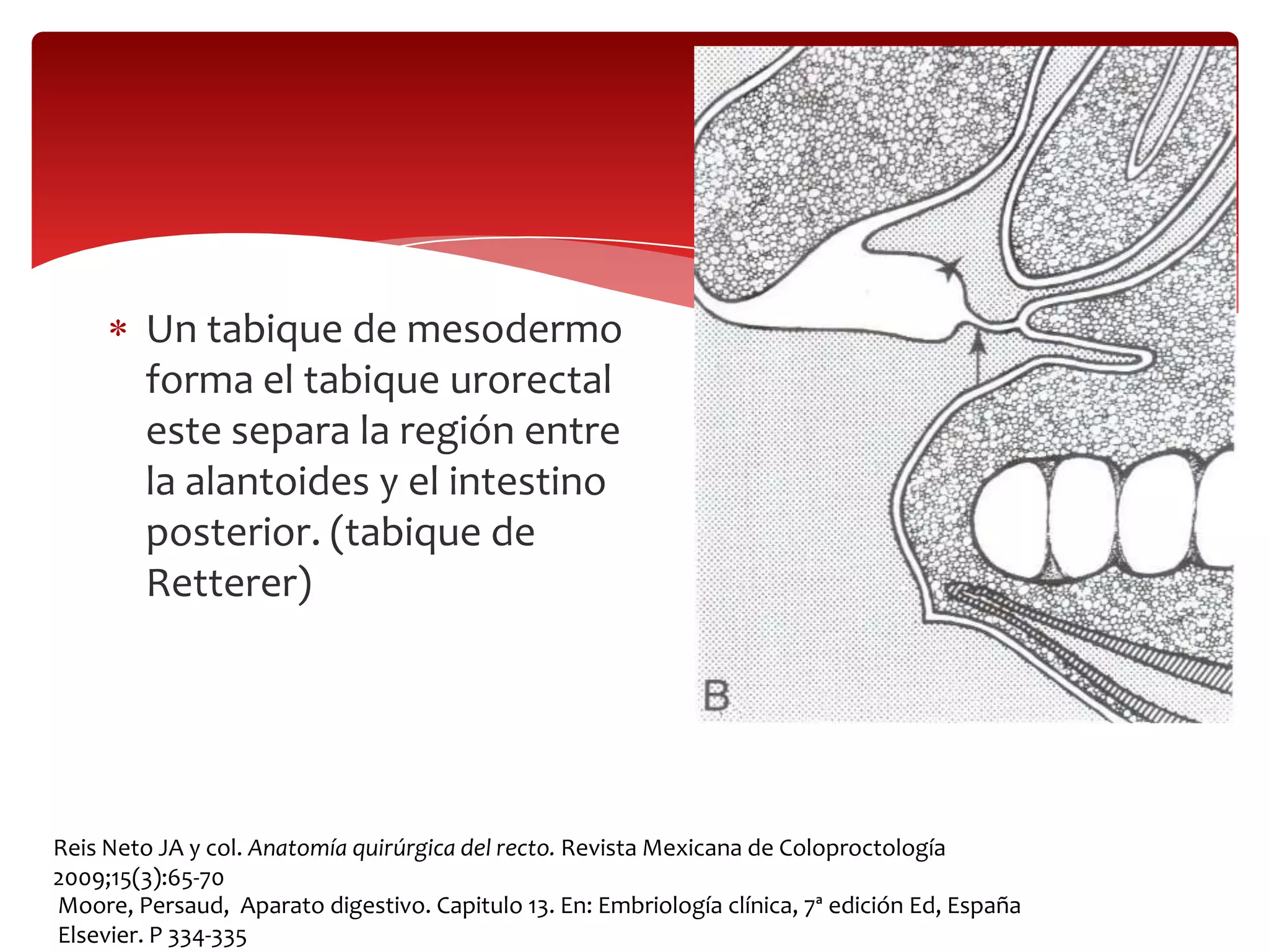 Anatomia y embriologia de recto y ano | PPTX