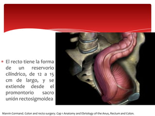 Anatomia y embriologia de recto y ano | PPTX