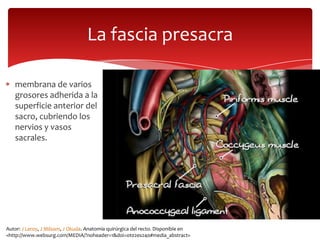 Anatomia y embriologia de recto y ano | PPTX