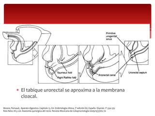 Anatomia y embriologia de recto y ano | PPTX