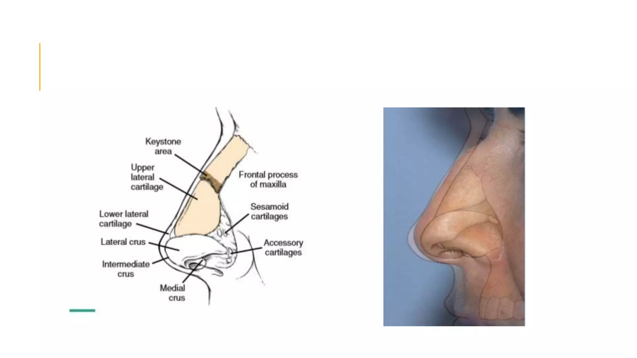 Anatomía y embriología nasal | PPTX