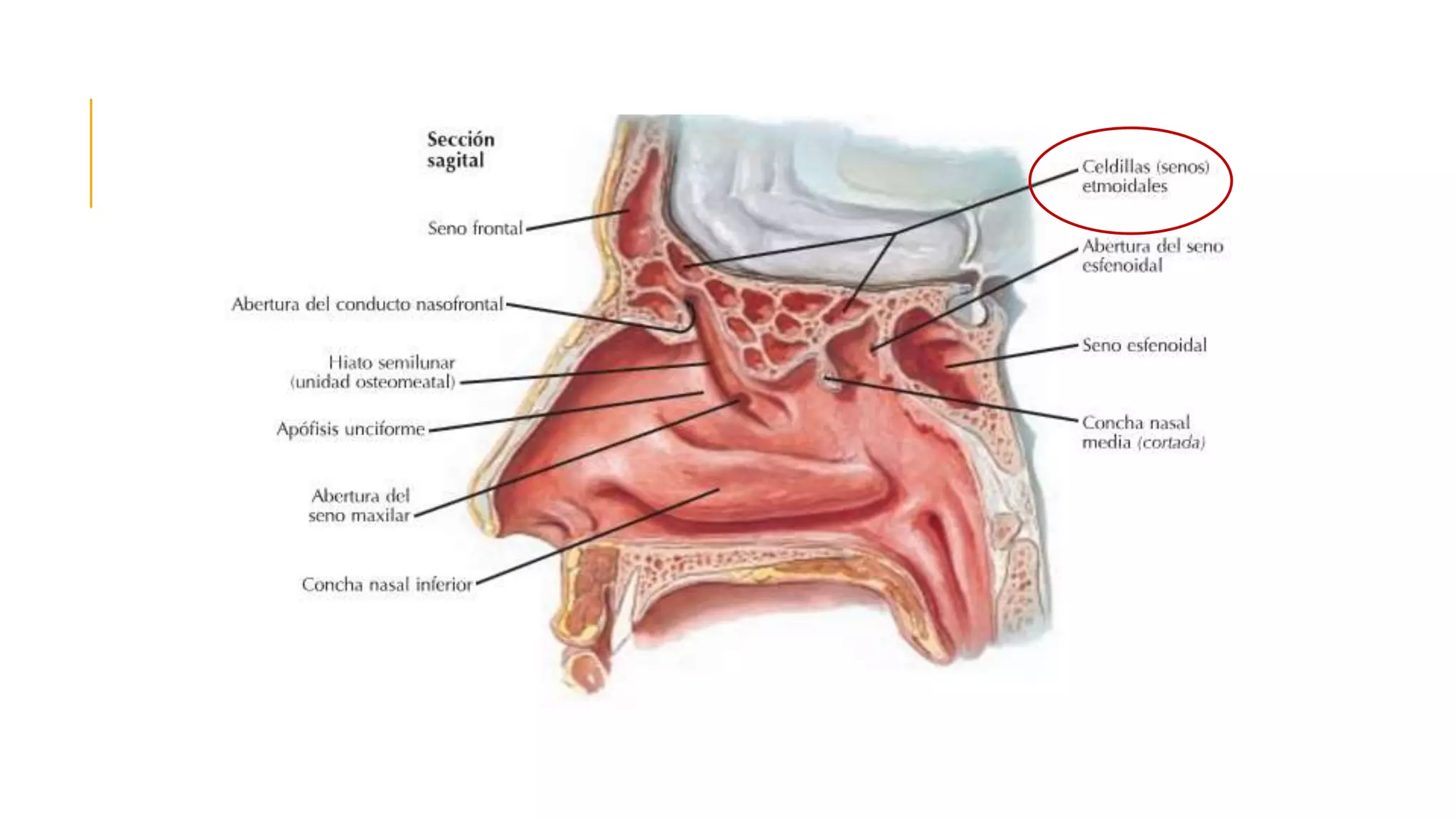 Anatomía y embriología nasal | PPTX