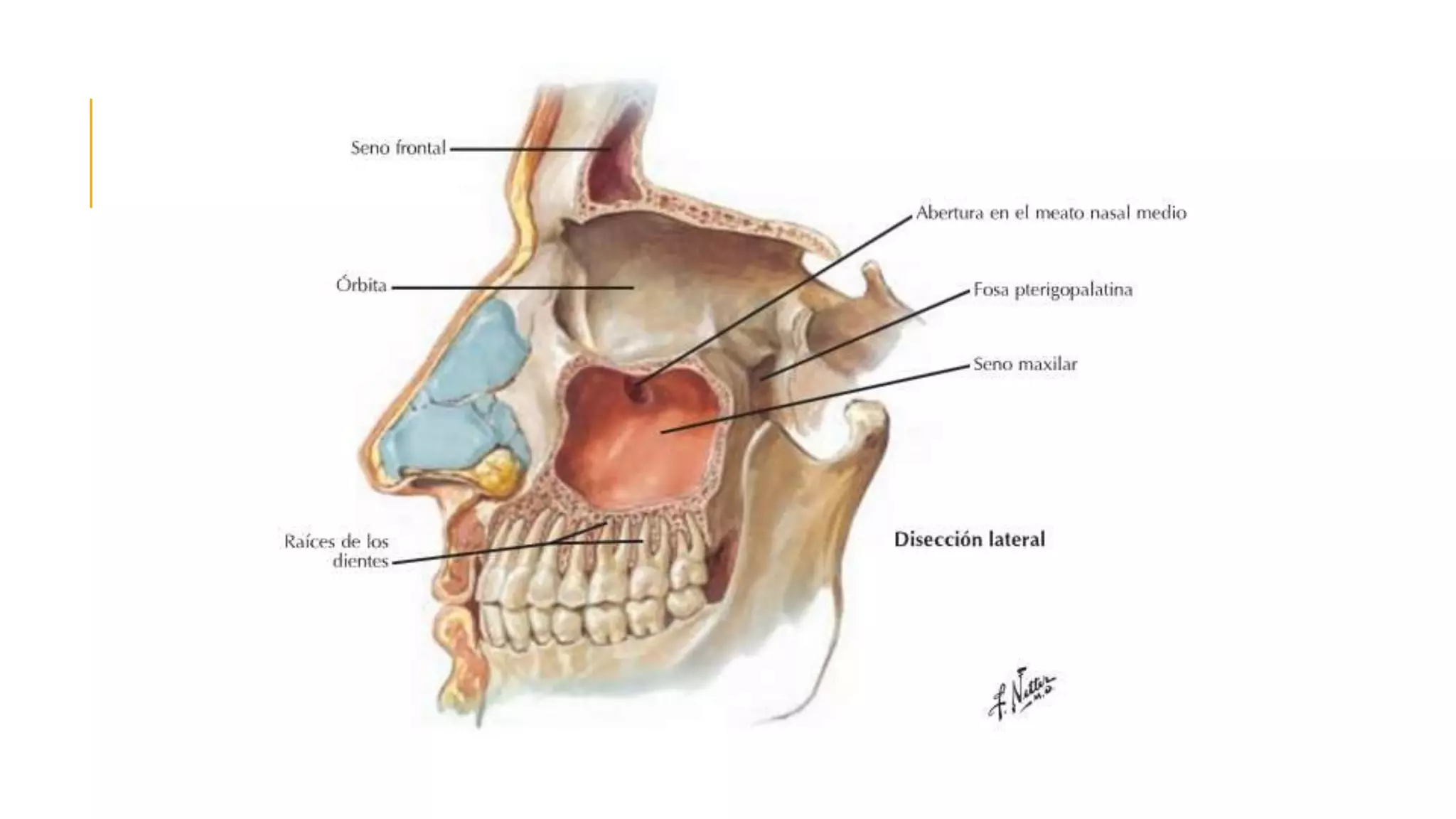 Anatomía y embriología nasal | PPTX