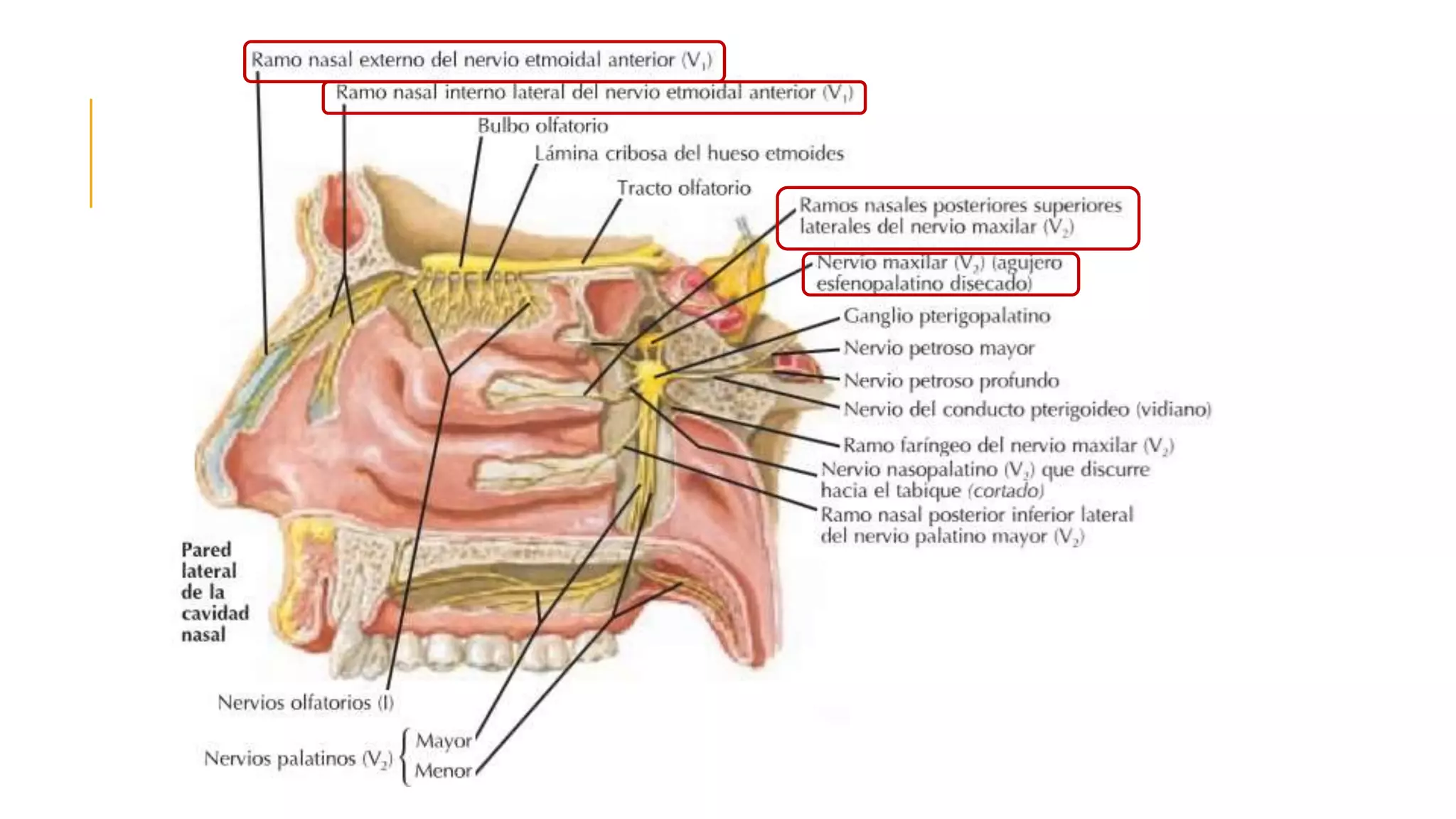 Anatomía y embriología nasal | PPTX