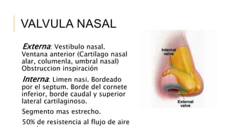 Anatomía y embriología nasal | PPTX