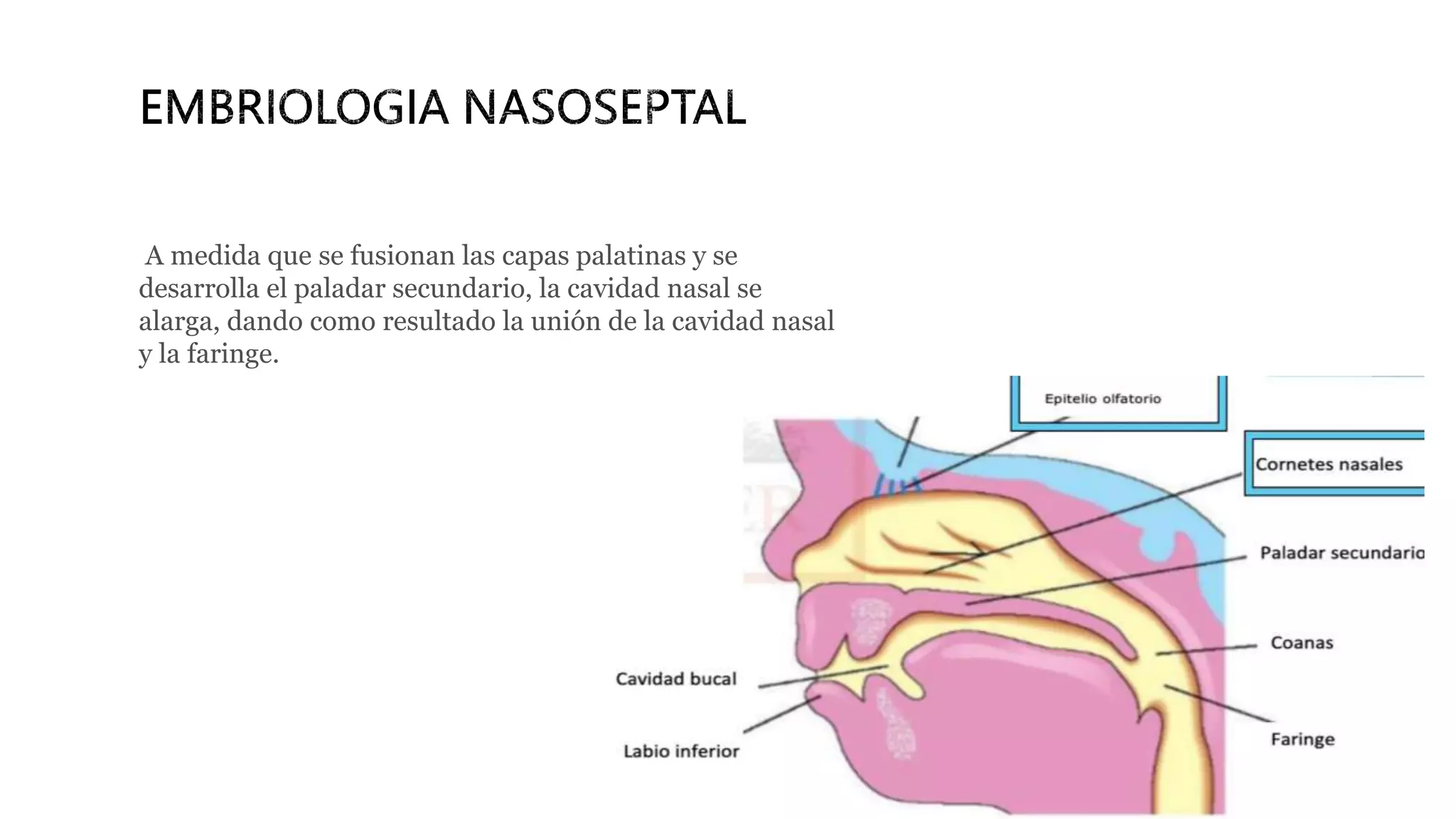 Anatomia y embriologia nasal.pptx