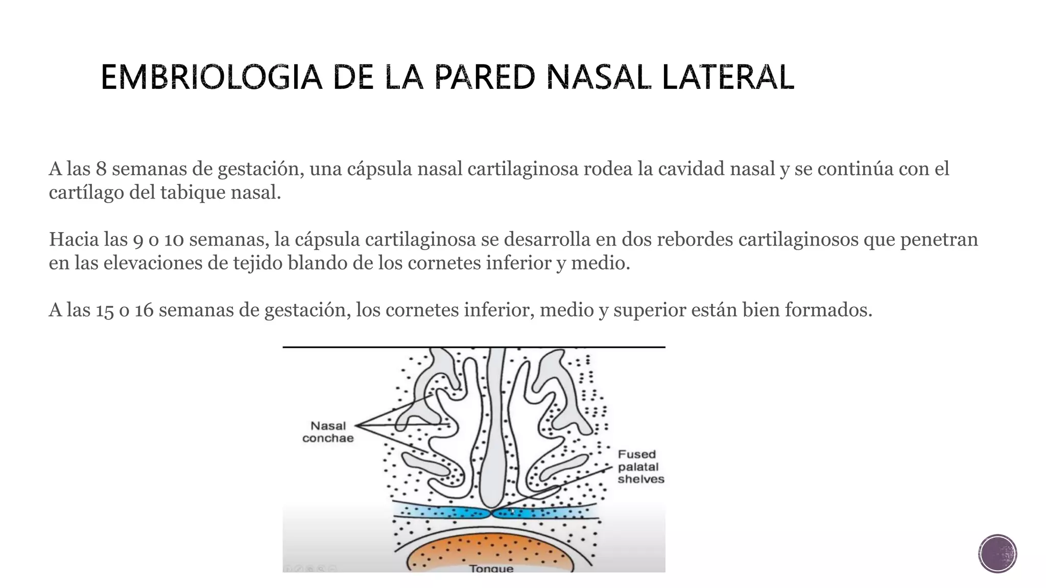 Anatomia y embriologia nasal.pptx