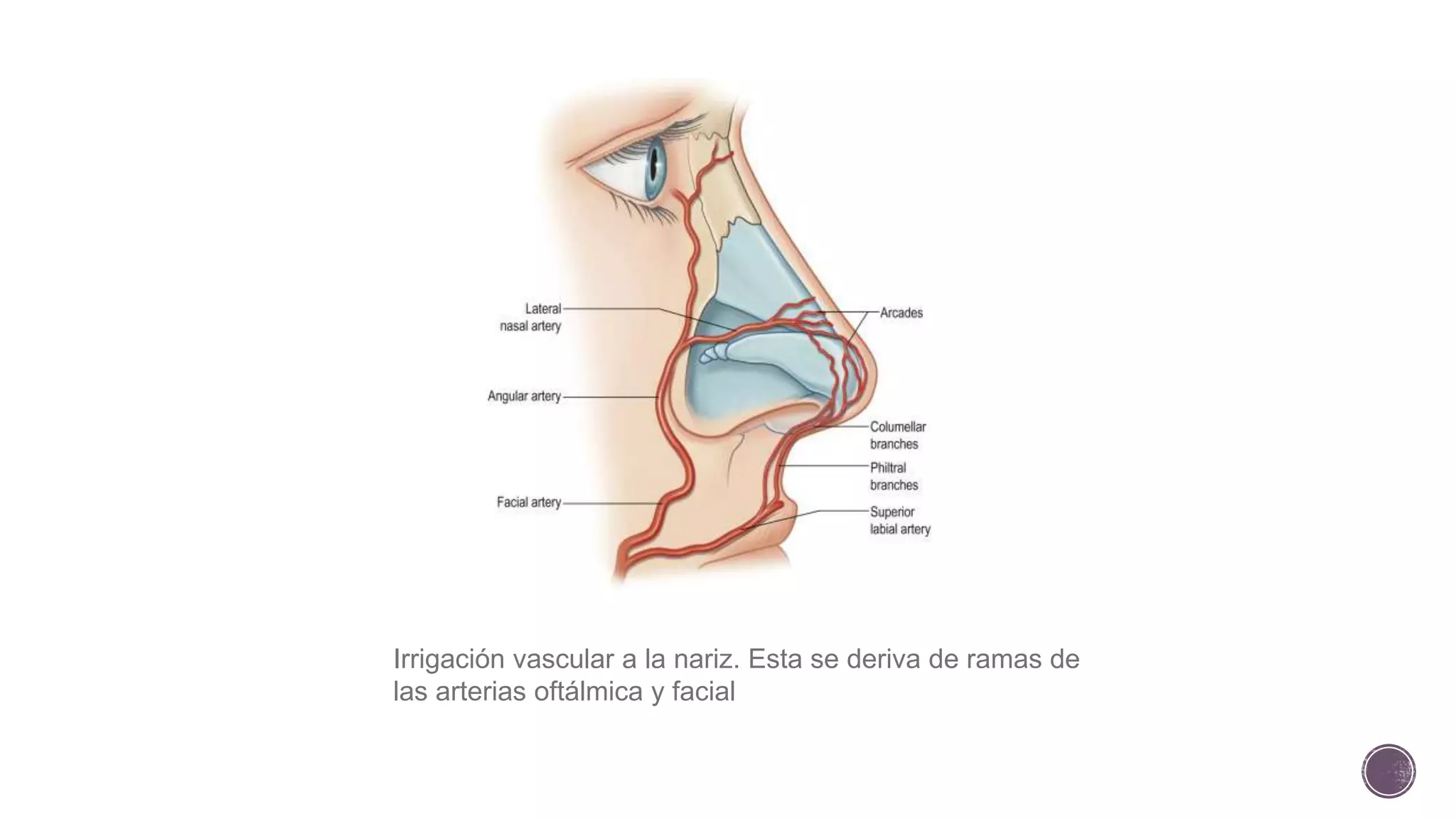 Anatomia y embriologia nasal.pptx