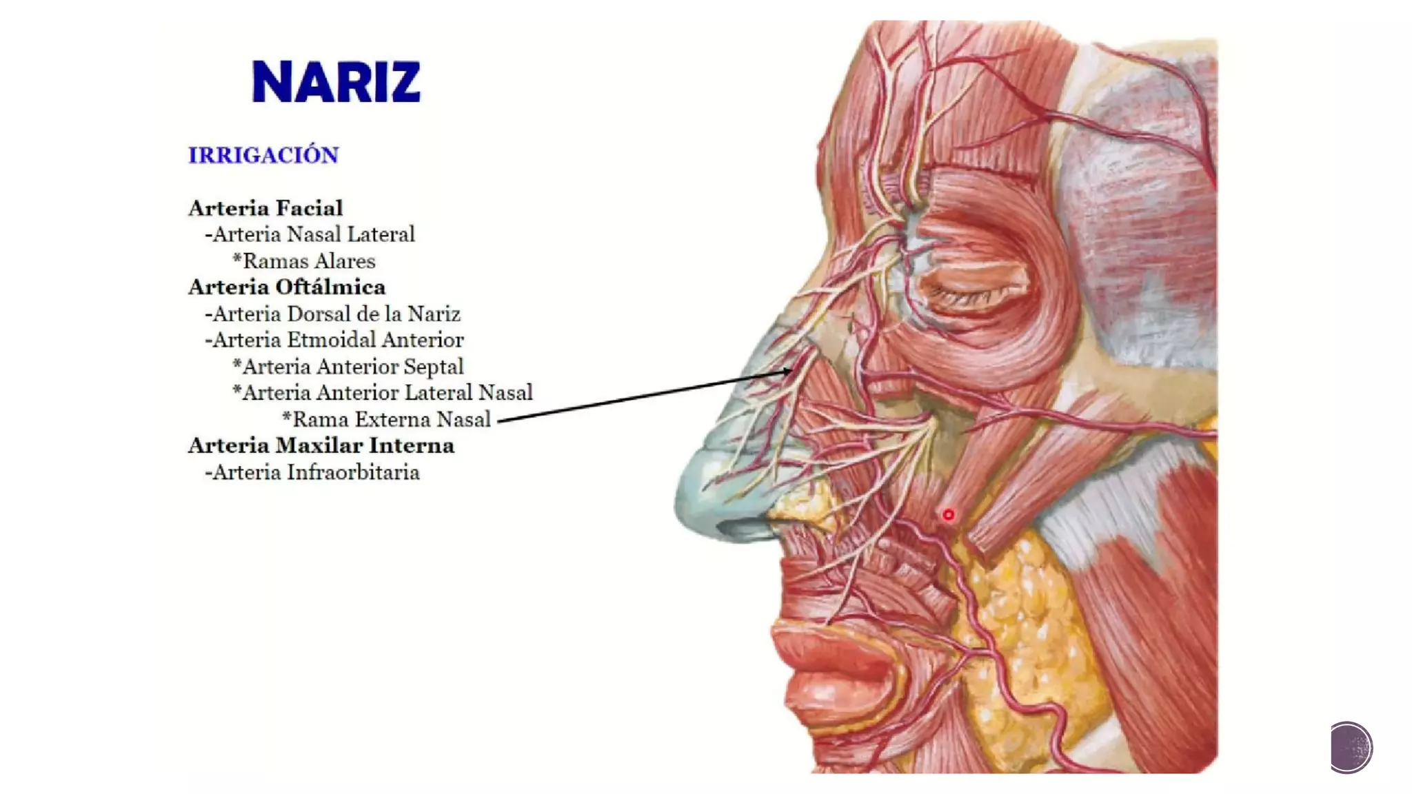 Anatomia y embriologia nasal.pptx