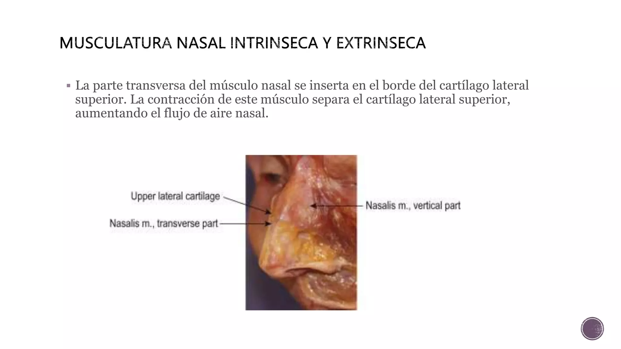 Anatomia y embriologia nasal.pptx