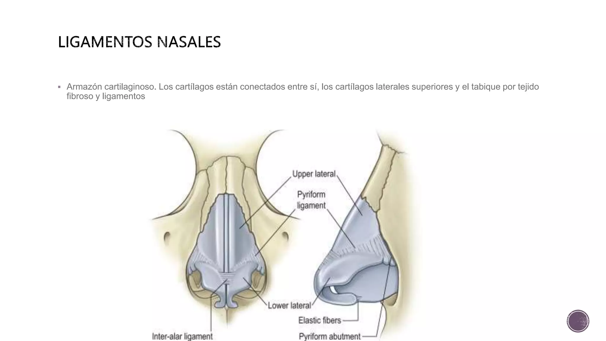 Anatomia y embriologia nasal.pptx