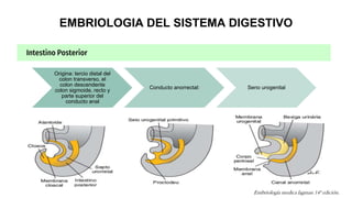 anatomia y embriologia gastrointestinal.pptx