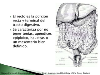 Anatomia y embrologia de colon y recto | PPTX