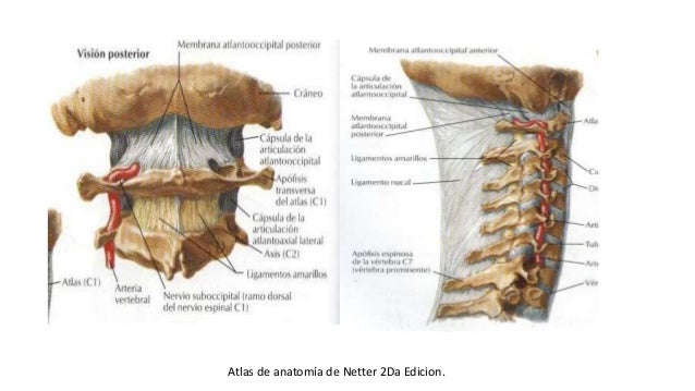 Anatomia y examen clinico de la columna