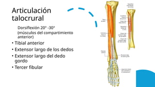 ANATOMÍA Y EXPLORACION FISICA DE TOBILLO.pptx