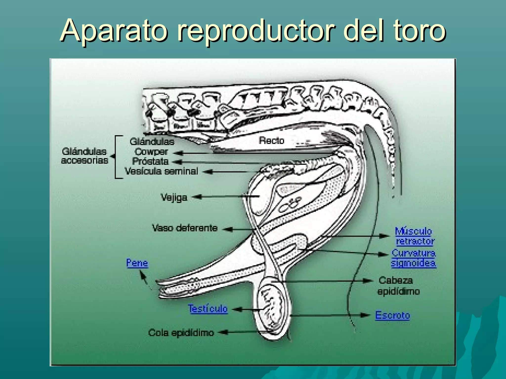 Anatomia y fiosiologia del aparato reproductor del macho | PPT