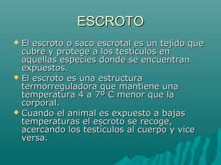 Anatomia y fiosiologia del aparato reproductor del macho | PPT