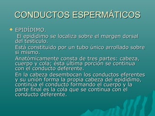 Anatomia y fiosiologia del aparato reproductor del macho | PPT
