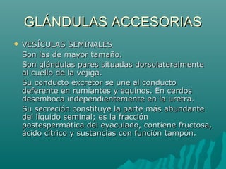 Anatomia y fiosiologia del aparato reproductor del macho | PPT