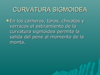Anatomia y fiosiologia del aparato reproductor del macho | PPT
