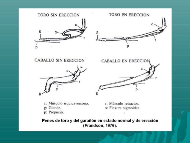 Músculo Retractor Del Pene , La función del pene, anatomía y problemas ...