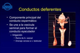 Anatomia y fisio de los genitales masculinos | PPT