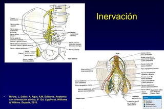 Anatomia y fisio de los genitales masculinos | PPT