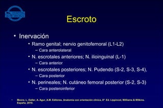Anatomia y fisio de los genitales masculinos | PPT