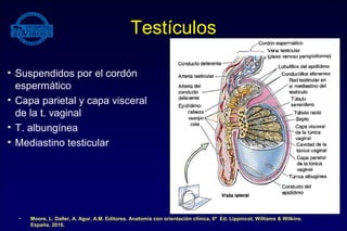Anatomia y fisio de los genitales masculinos | PPT