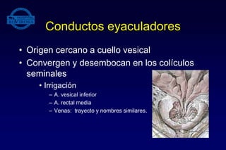 Anatomía quirúrgica del aparato urogenital. | PPT