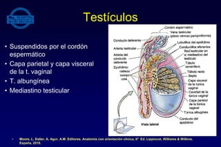 Anatomía quirúrgica del aparato urogenital. | PPT