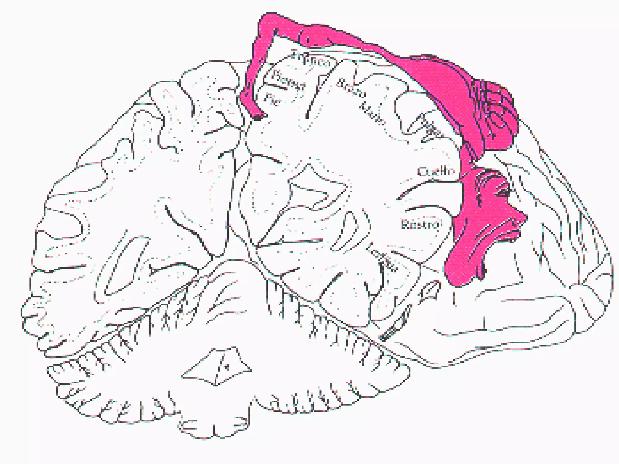 Anatomia y fisio del snc | PPT