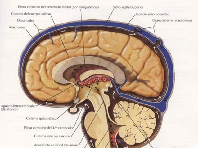 Anatomia y fisio del snc